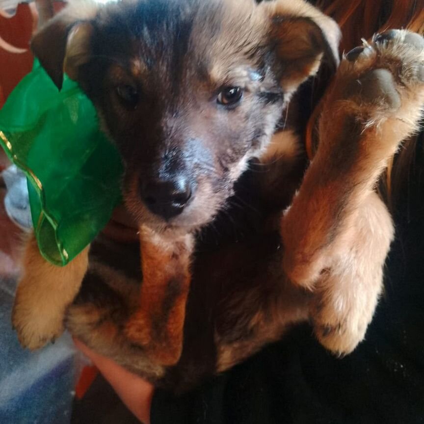 Щенки лайки