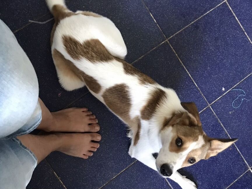 Собака 1 год Ищет дом, приучена к выгулу