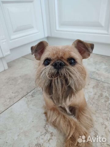 Брюссельский гриффон. Вязка