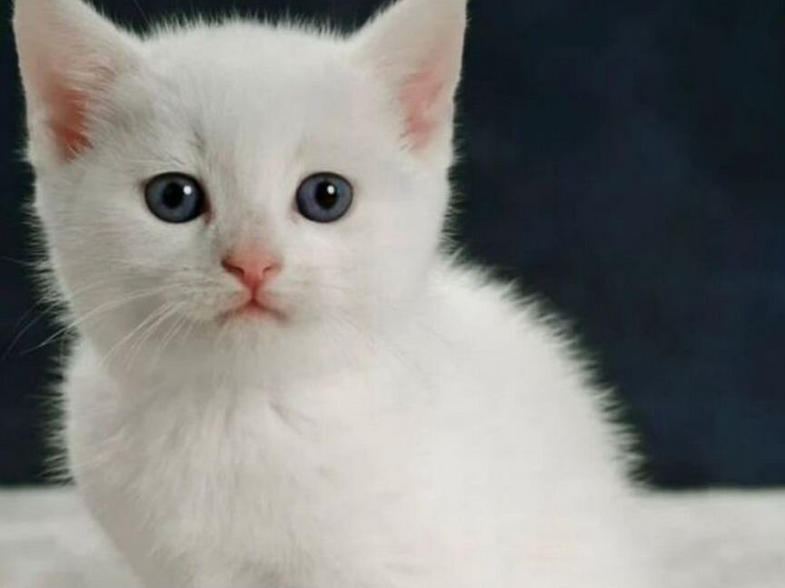 Сибирский котенок