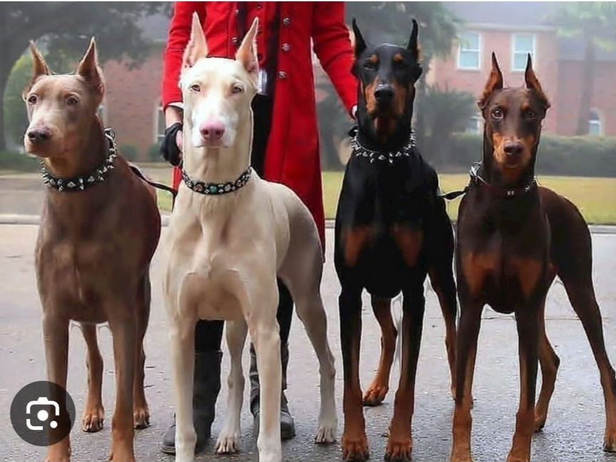 Щенки Добермана