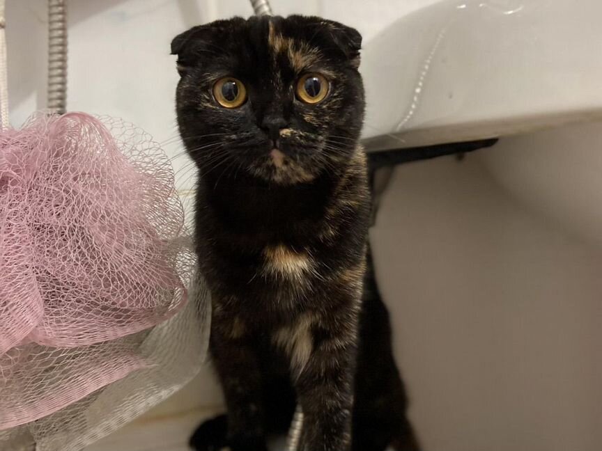 Шотландская вислоухая кошка бесплатно