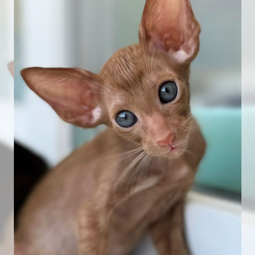 Ориентальные котята цинамон