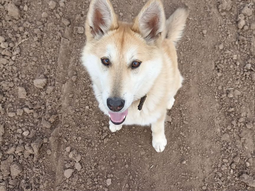 Мама -немка, папа -лайка