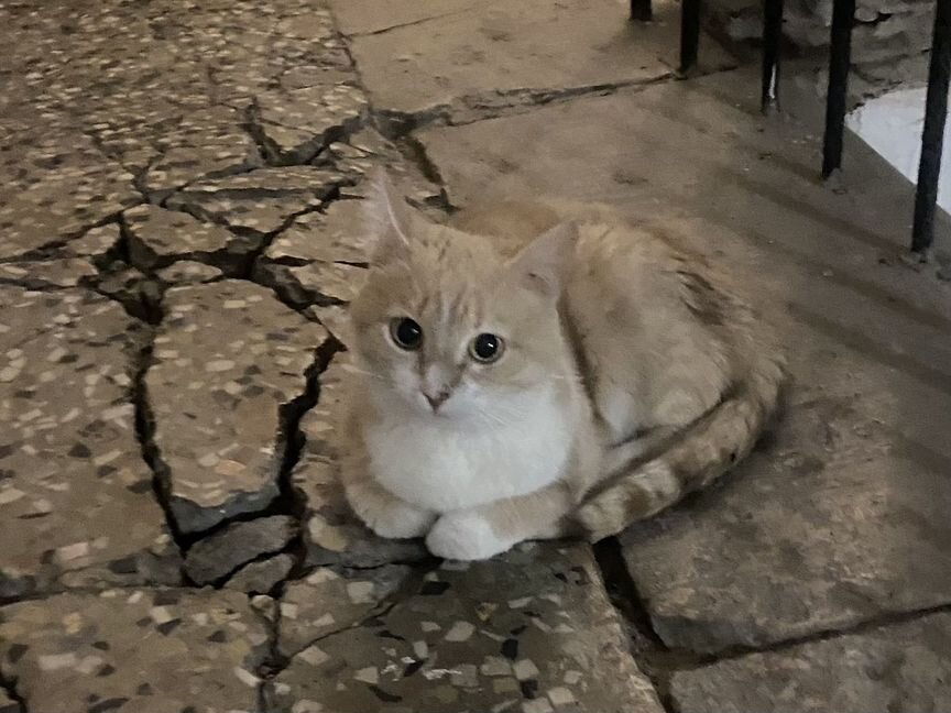 Бесплатно домашние котики в добрые руки