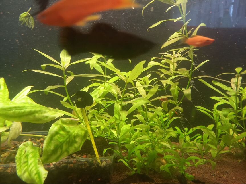 Аквариумное растение