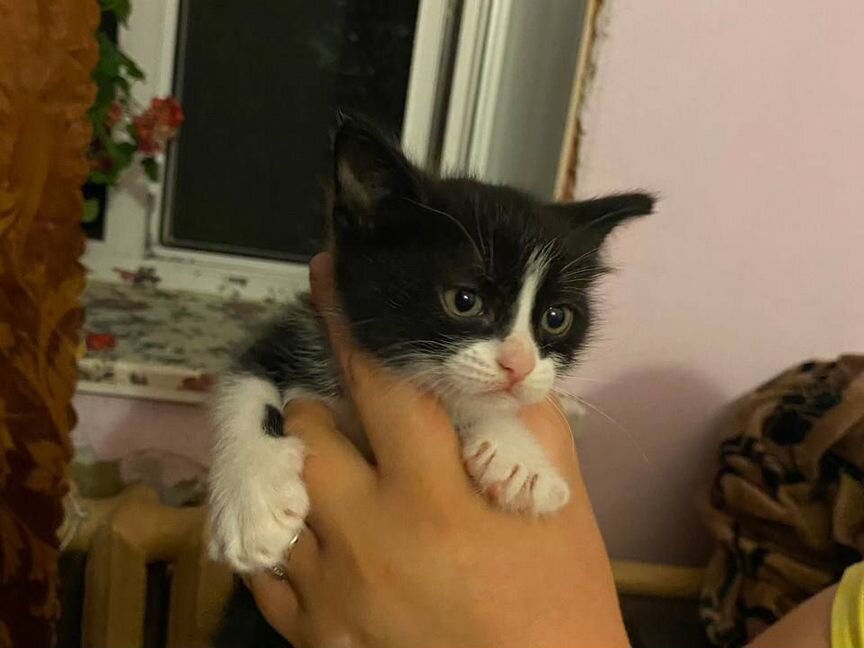 Кот в добрые руки