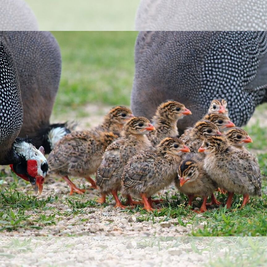 Цесарята суточные и подрощенные