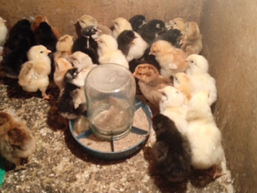 Цыплята домашняя несушка