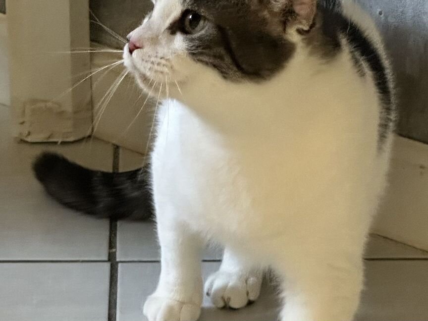Котик в добрые руки Зевс