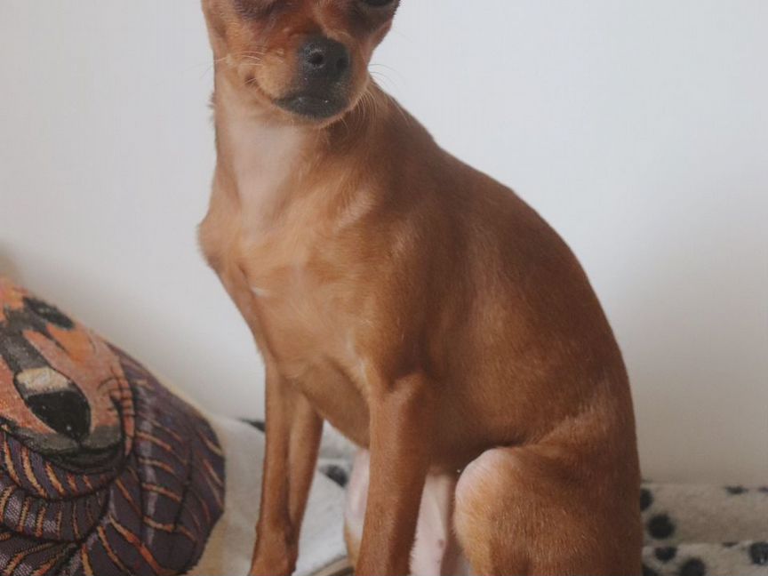 Русский той-терьер