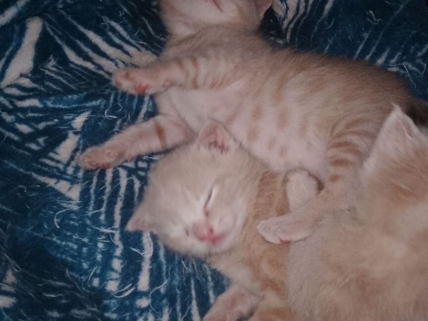 Котята рыжие вислоухие