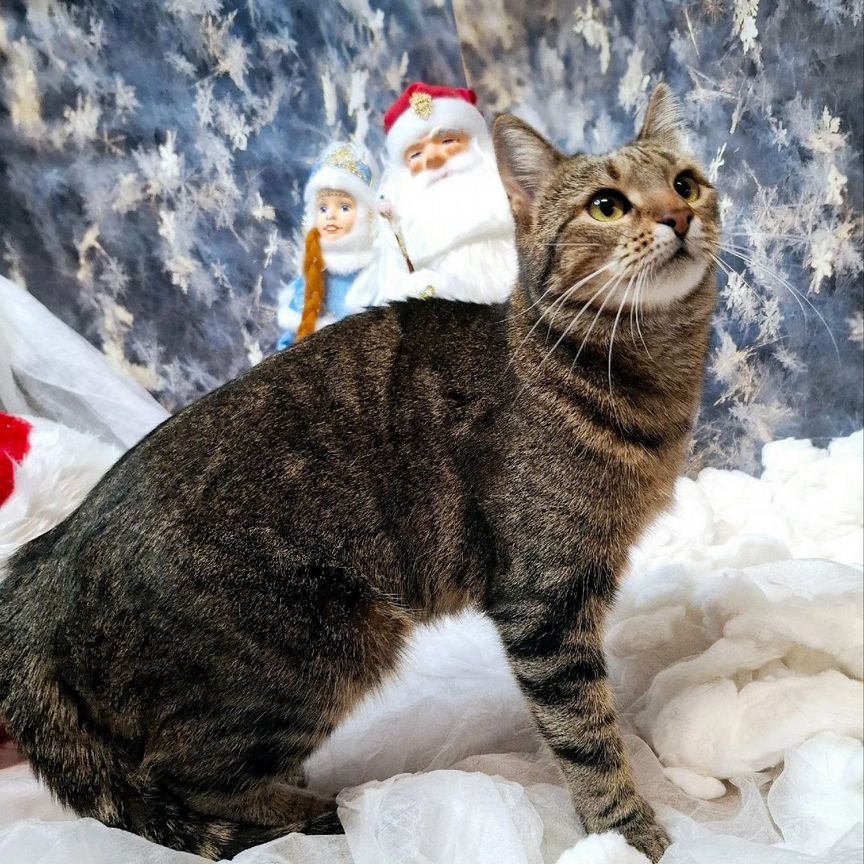 Кошечка в добрые руки