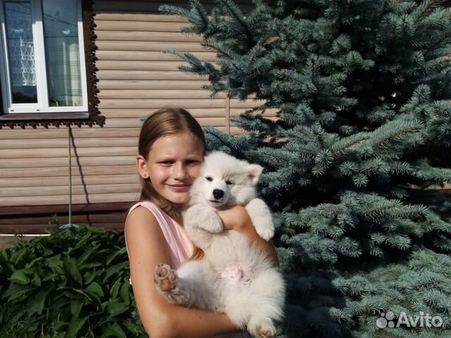 Японский шпиц