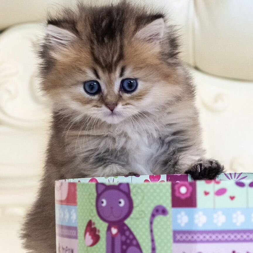 Британский длинношёрстный котёнок