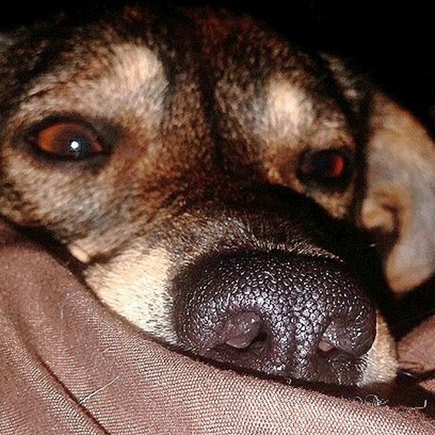 Отдам в добрые руки собачку