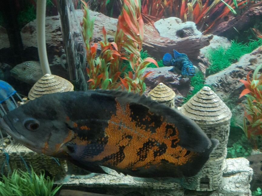 Рыбка Астронотус