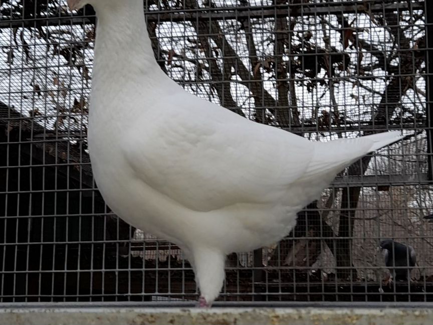 Голуби немецкие выставочные