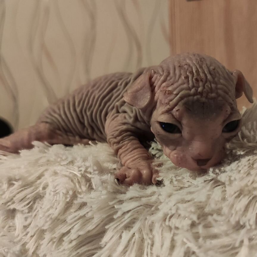Донской сфинкс котята