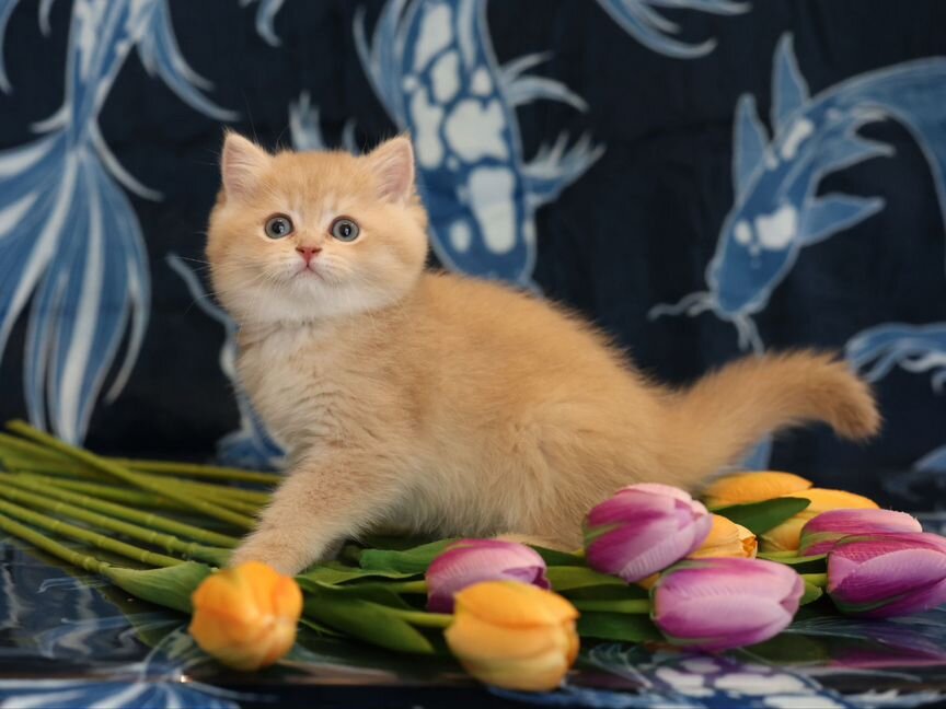 Котята золотая шиншилла