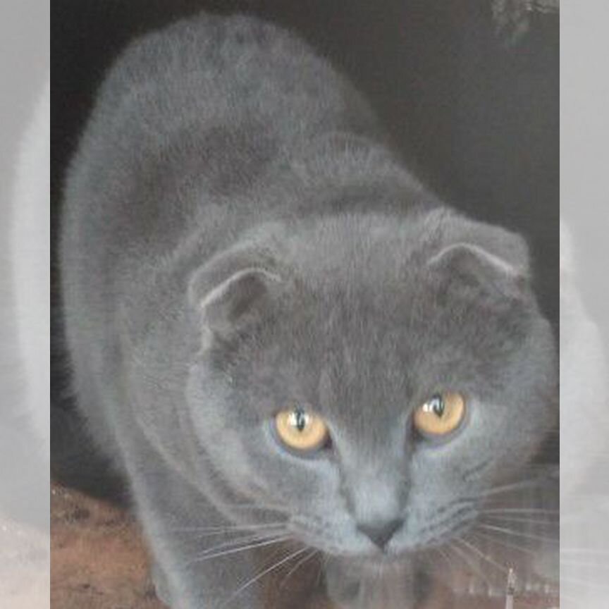 Шотландский кот