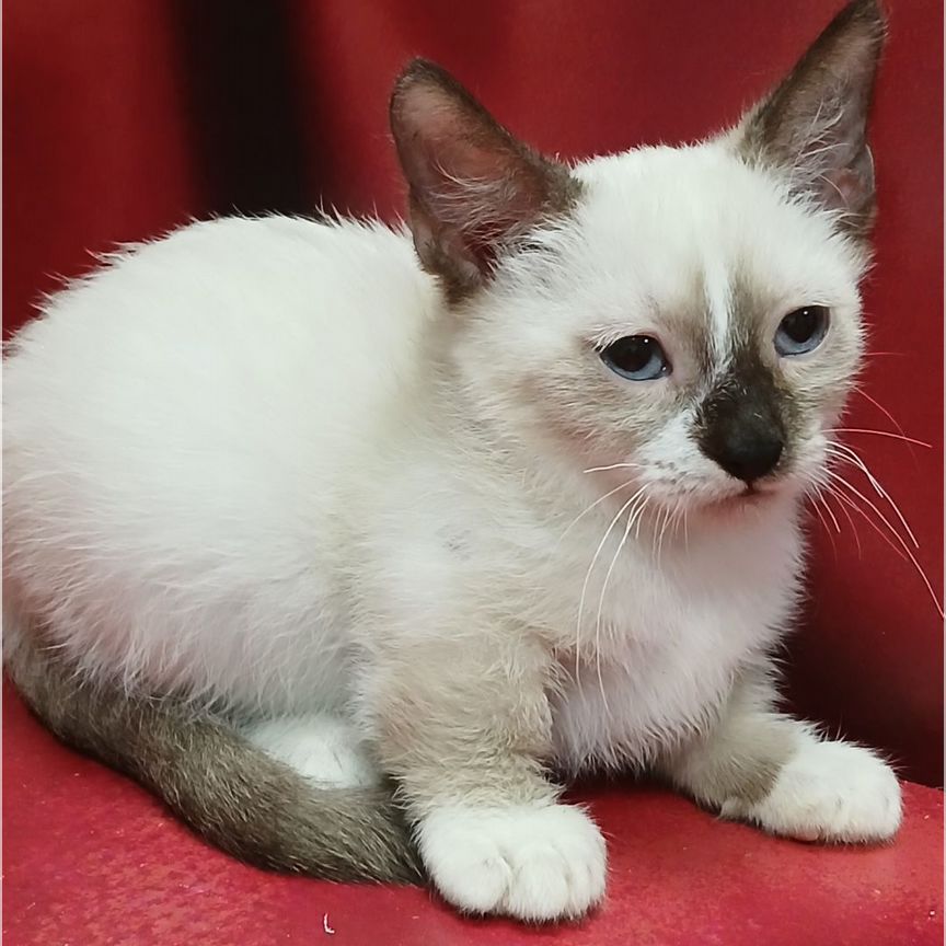 Манчкин котёнок
