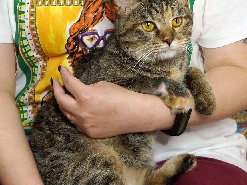 Кошка Масяня