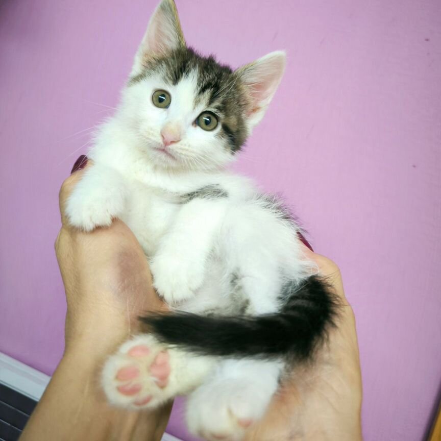 Котенок