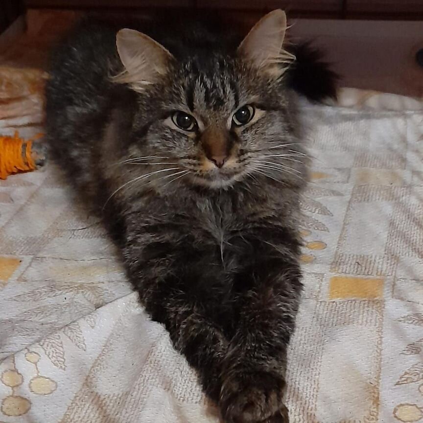 Кошечка в добрые руки