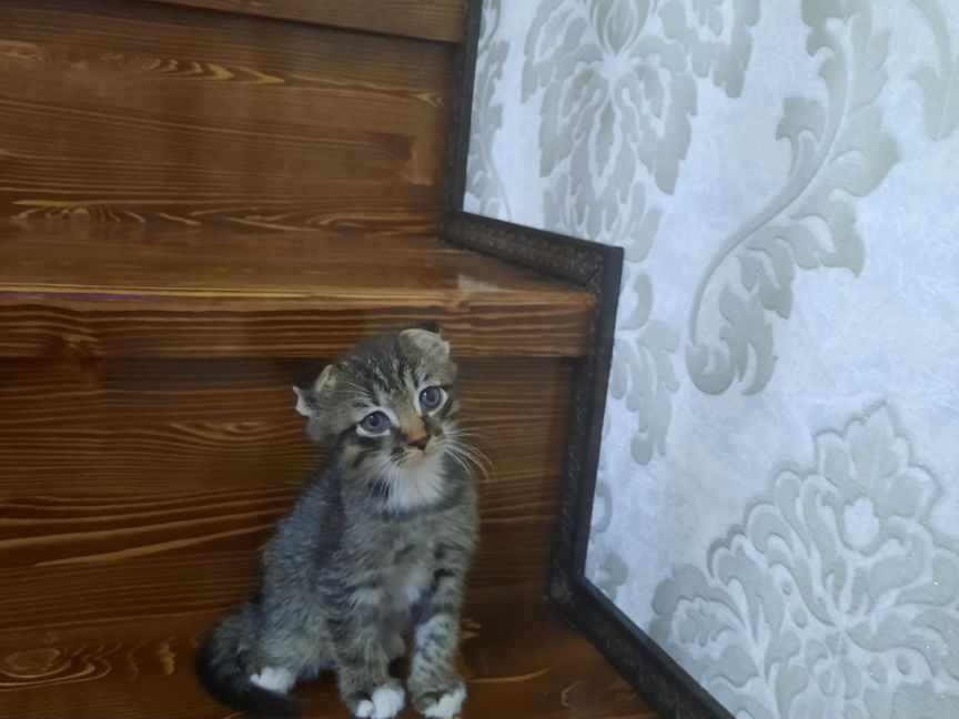 Шотландская