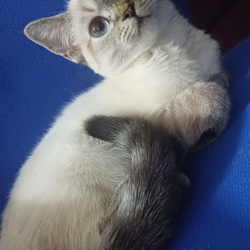 Голубоглазая девочка ищет дом