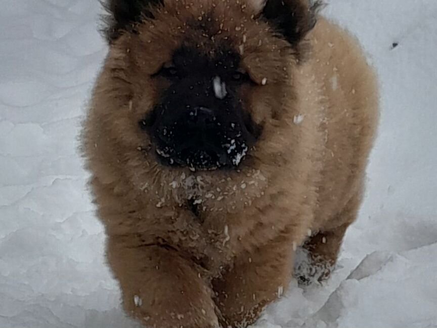 Щенки чау-чау