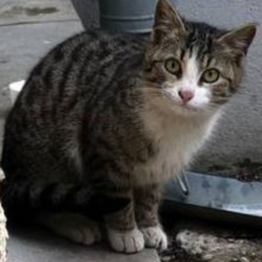 Котята
