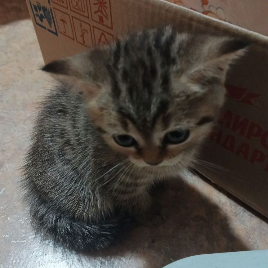 Шотландский прямоухий длинношёрстный котёнок