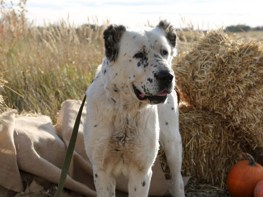 Среднеазиатская овчарка Вега