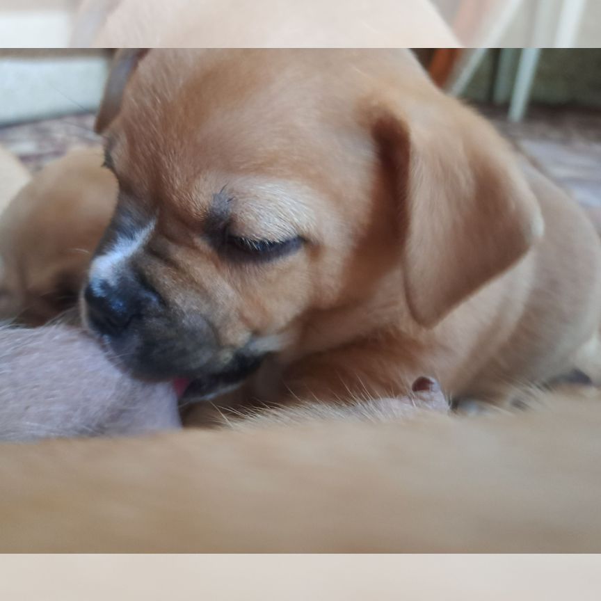 Французский бульдог, щенок