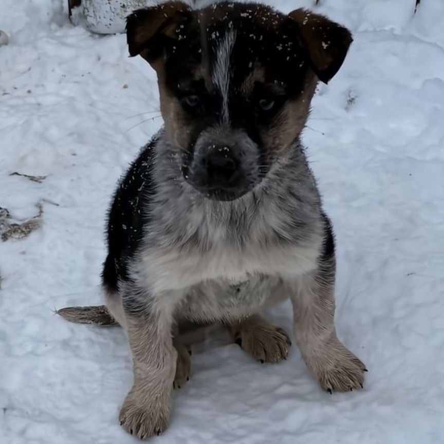Щенок в добрые руки