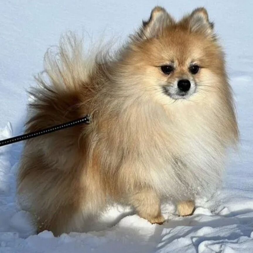 Померанский шпиц, взрослый пёс