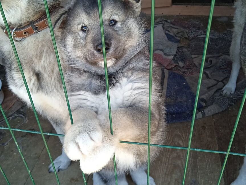Щенки западносибирской лайки