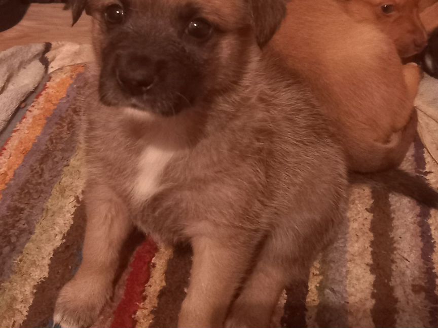 Собака в добрые руки отдам бесплатно