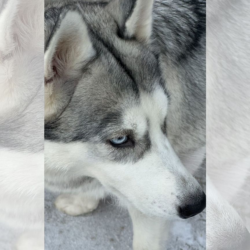 Сибирский хаски