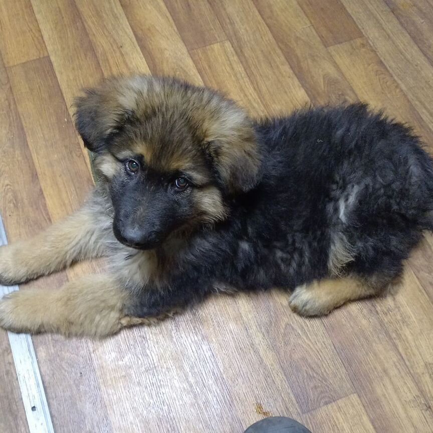 Немецкая овчарка, щенок