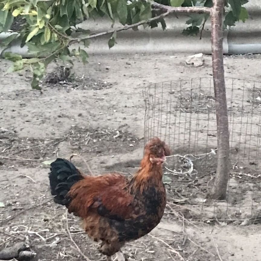 Молодые петухи на племя