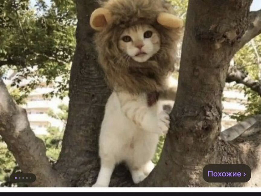 Грива для кота