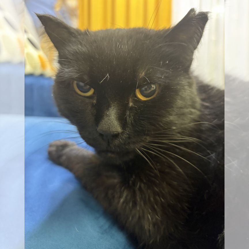 Взрослый кот от частного владельца