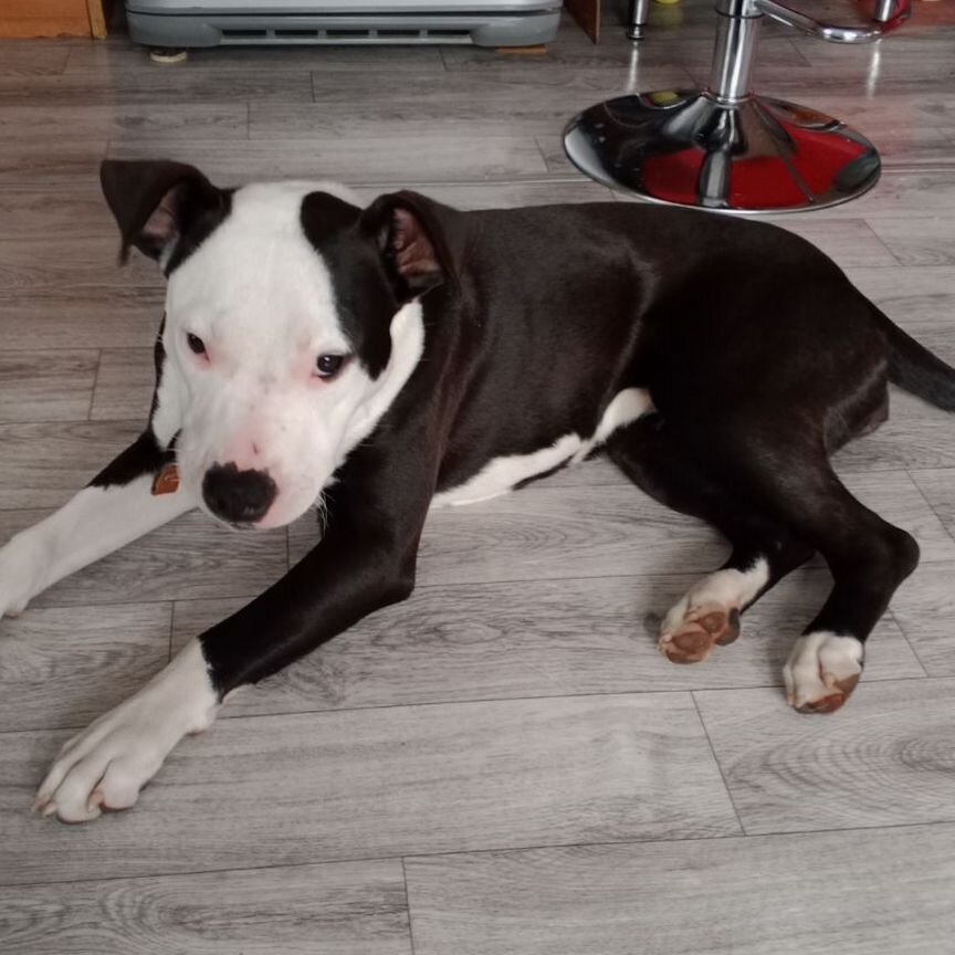 Американский стаффордширский терьер, взрослая собака