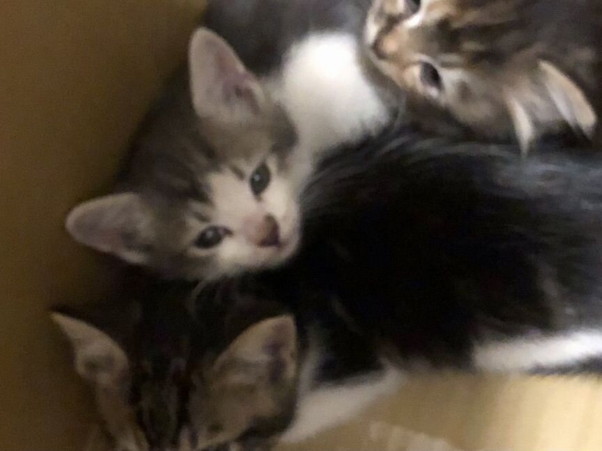 Котята