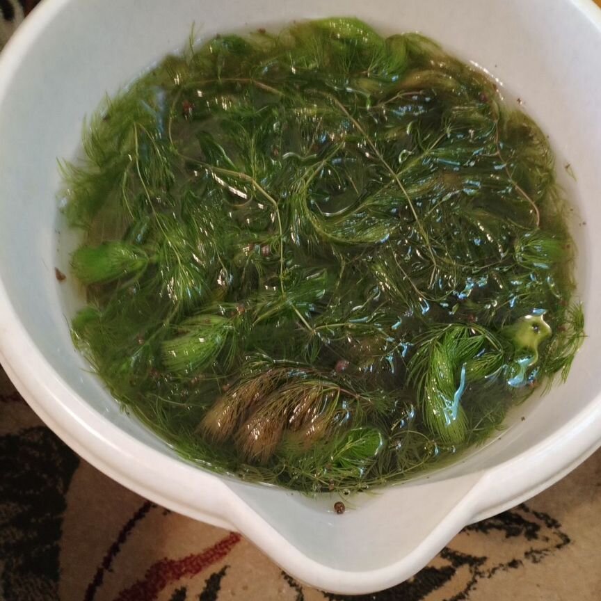 Роголистник прополка отдам