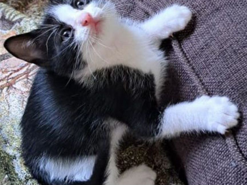 Котенок мальчик в добрые руки