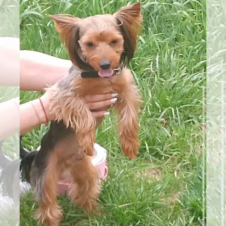 Йоркширский терьер, взрослый пёс